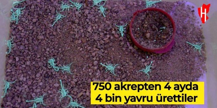 Akrep zehri üretim tesisinde 4 ayda 4 bin yavru dünyaya geldi